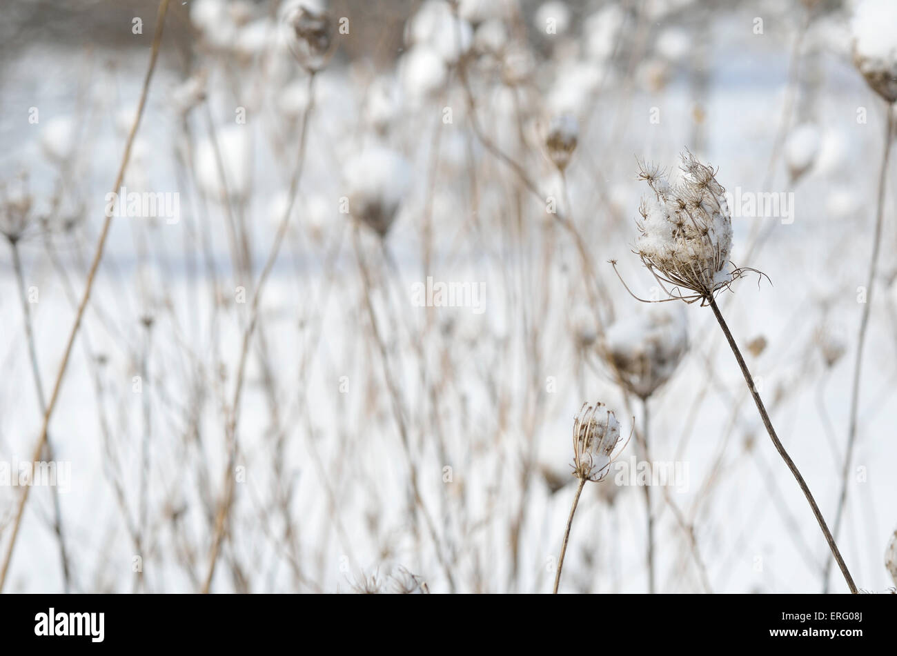 Snow covered Queen Anne's Lace flowers Stock Photo - Alamy