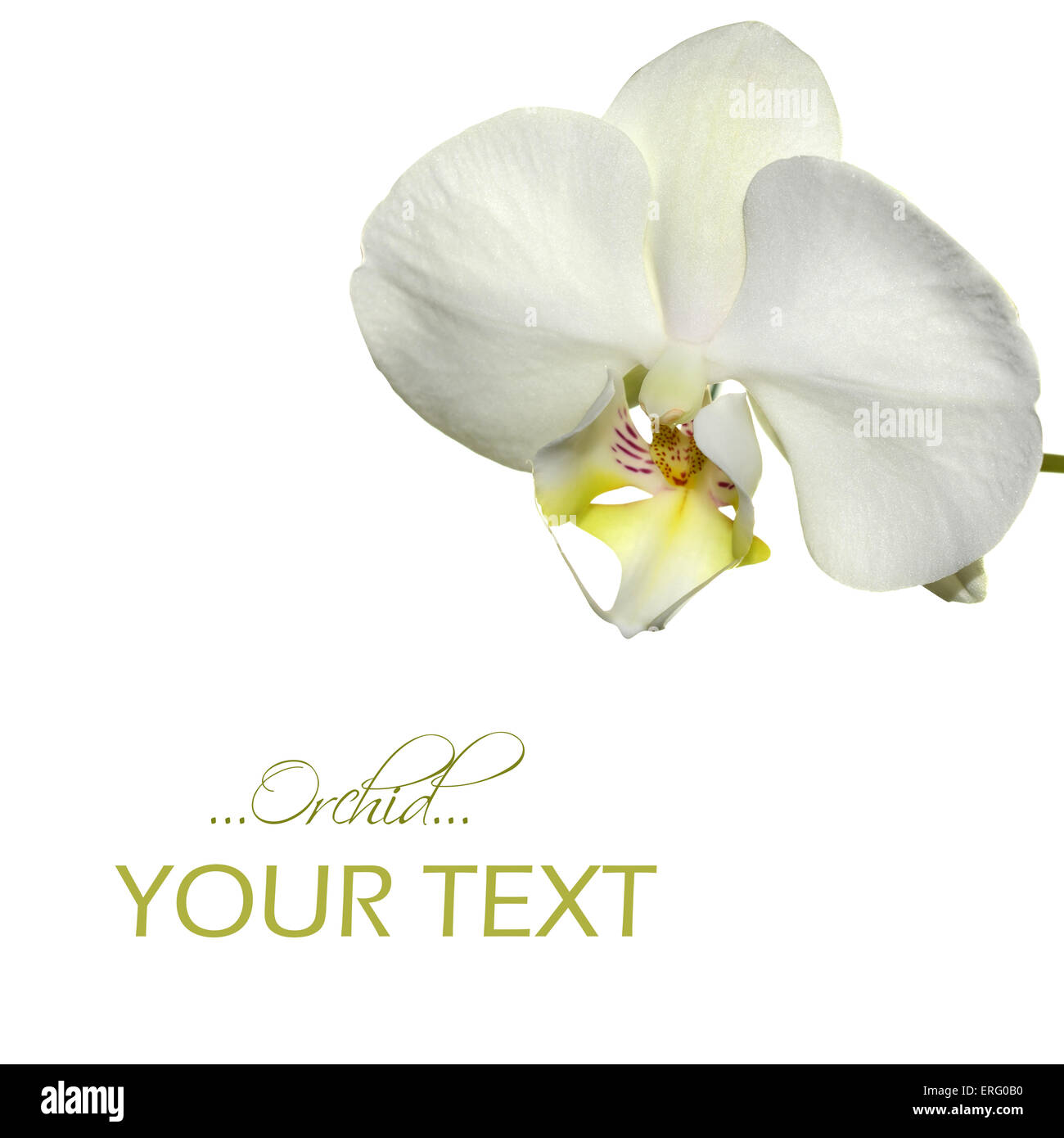 Orchid flower border Cut Out Stock Images & Pictures - Alamy