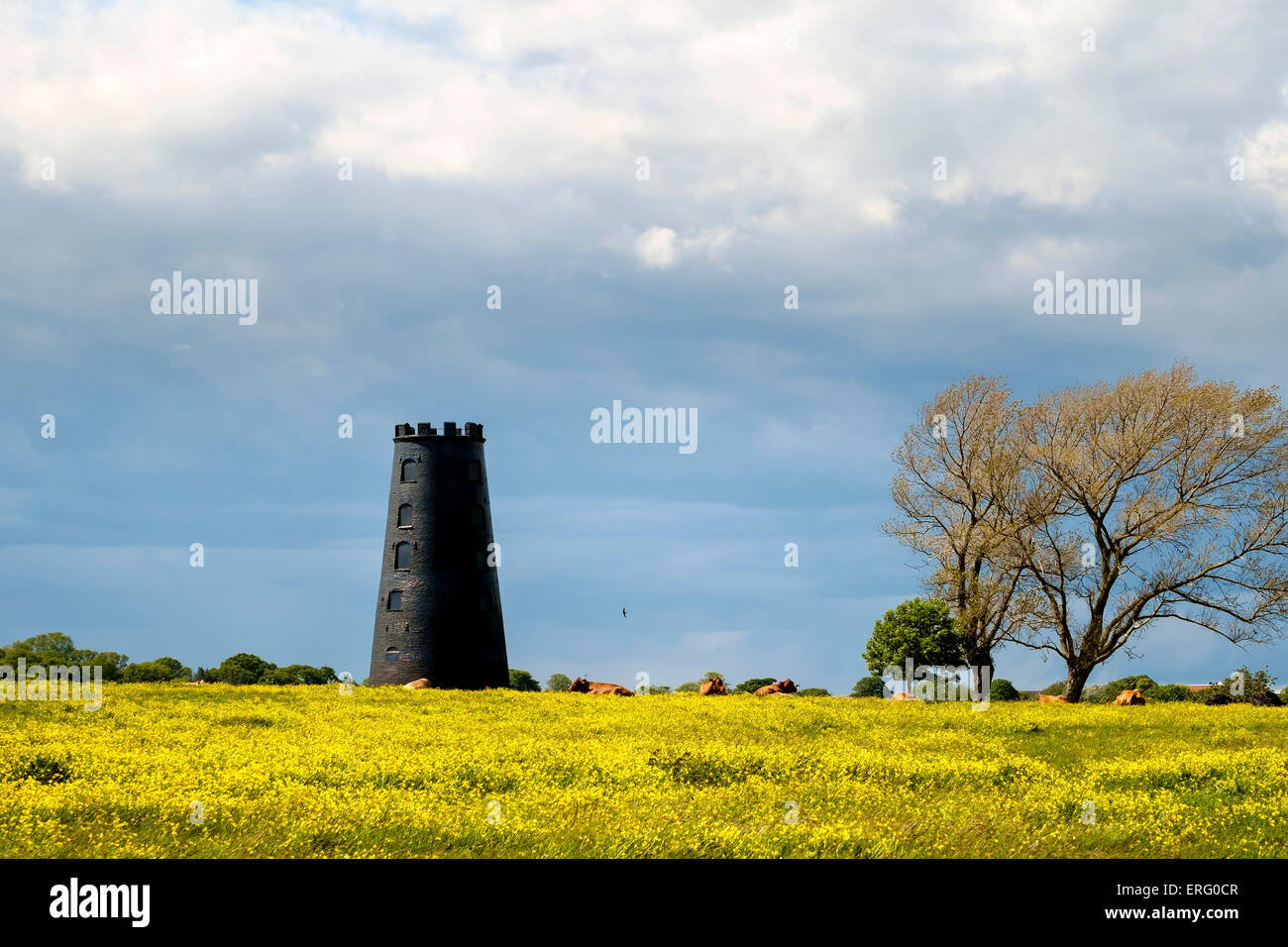 Black Mill on Beverley Westwood with Buttercups on bloom & cattle ...