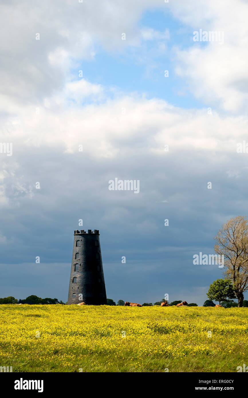 Black Mill on Beverley Westwood with Buttercups on bloom & cattle ...