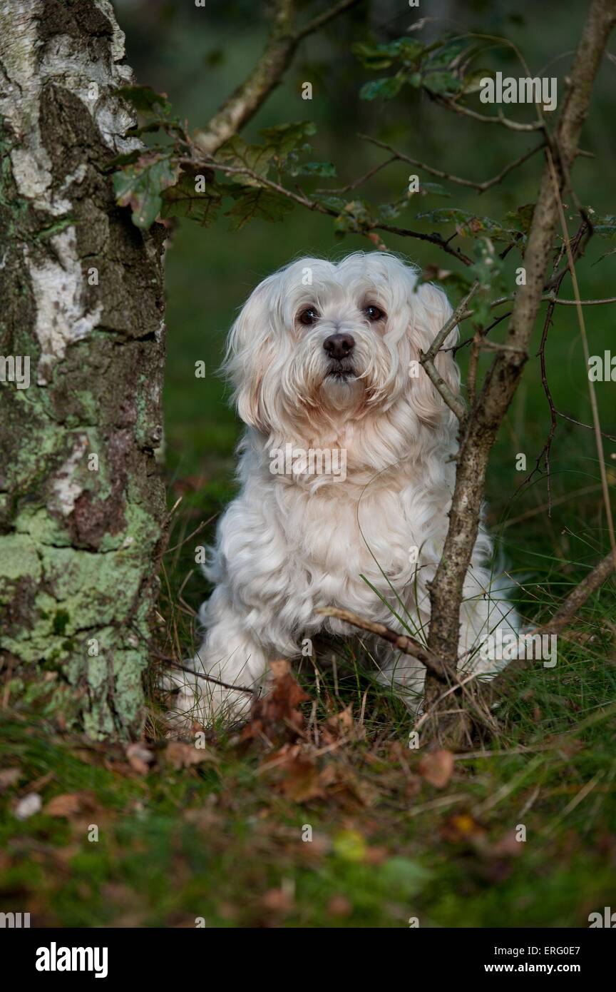 Little Lion Dog Stock Photo - Alamy