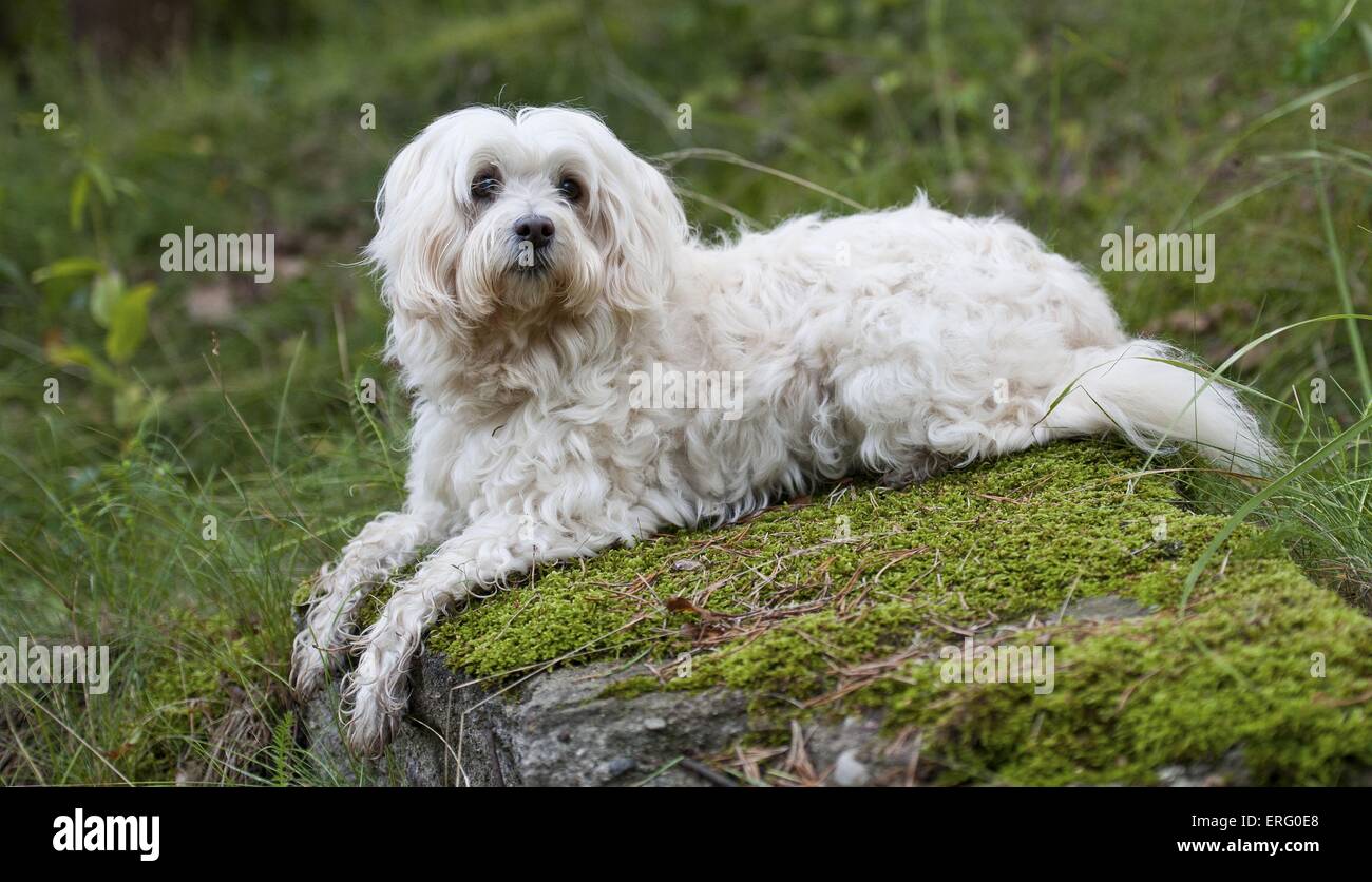 Little Lion Dog Stock Photo - Alamy