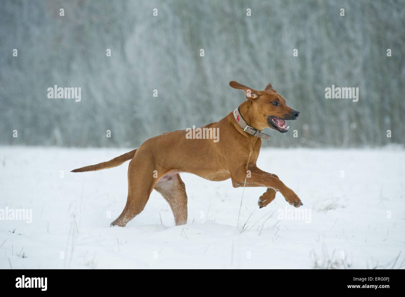 running Rhodesian Ridgeback Stock Photo - Alamy