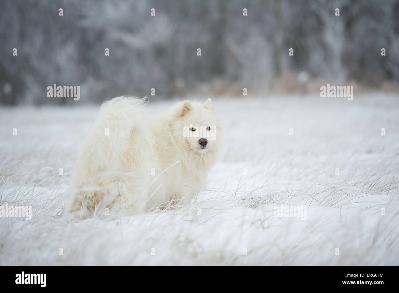 Samoyed snow hi-res stock photography and images - Alamy