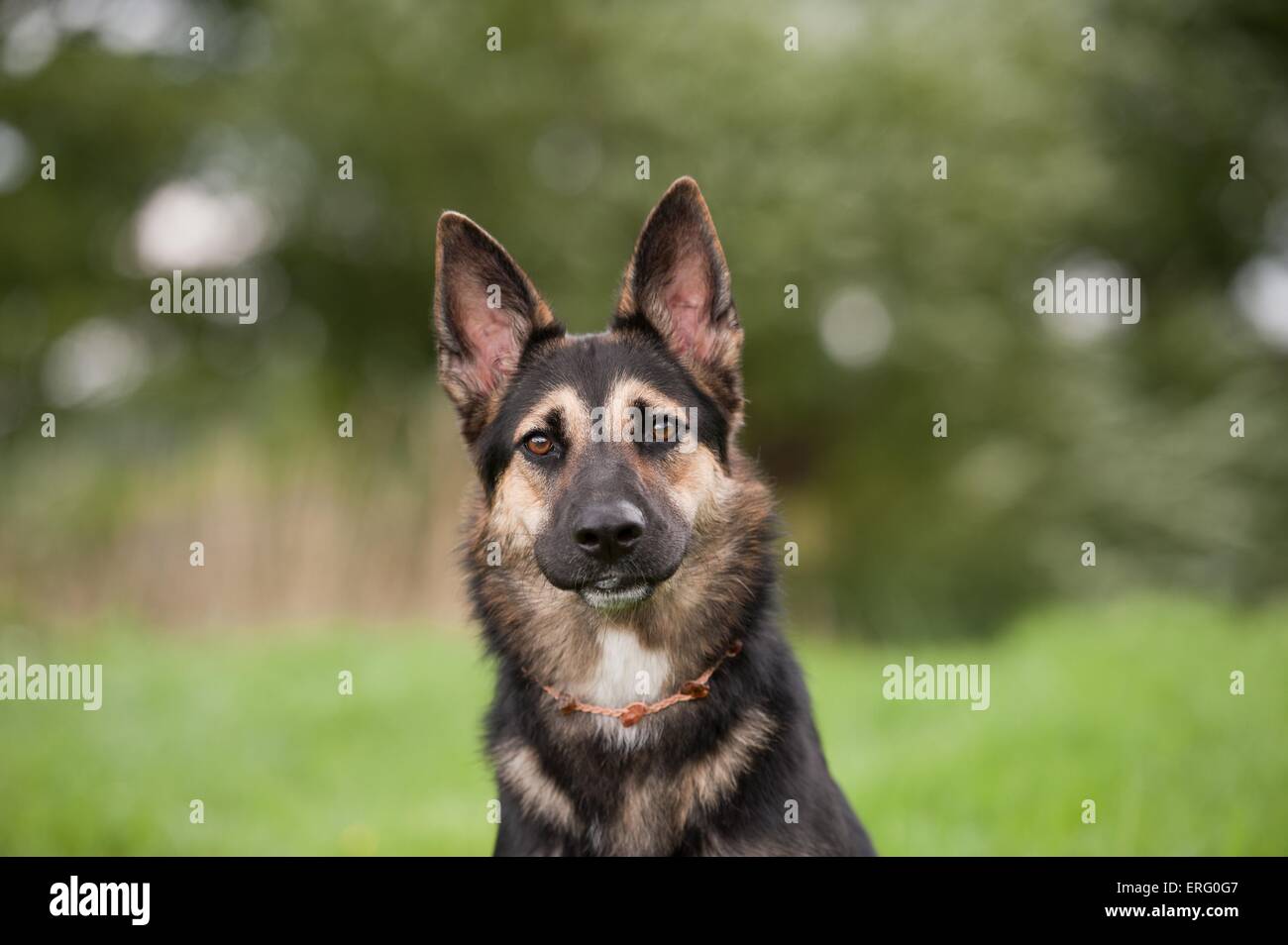 German Shepherd Portrait Stock Photo - Alamy