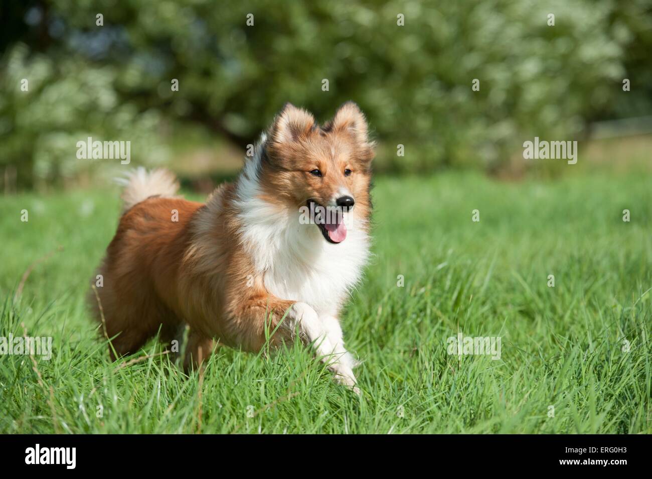 running Shetland Sheepdog Stock Photo - Alamy