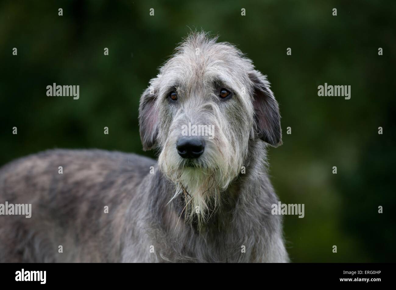 Irish Wolfhound Portrait Stock Photo - Alamy