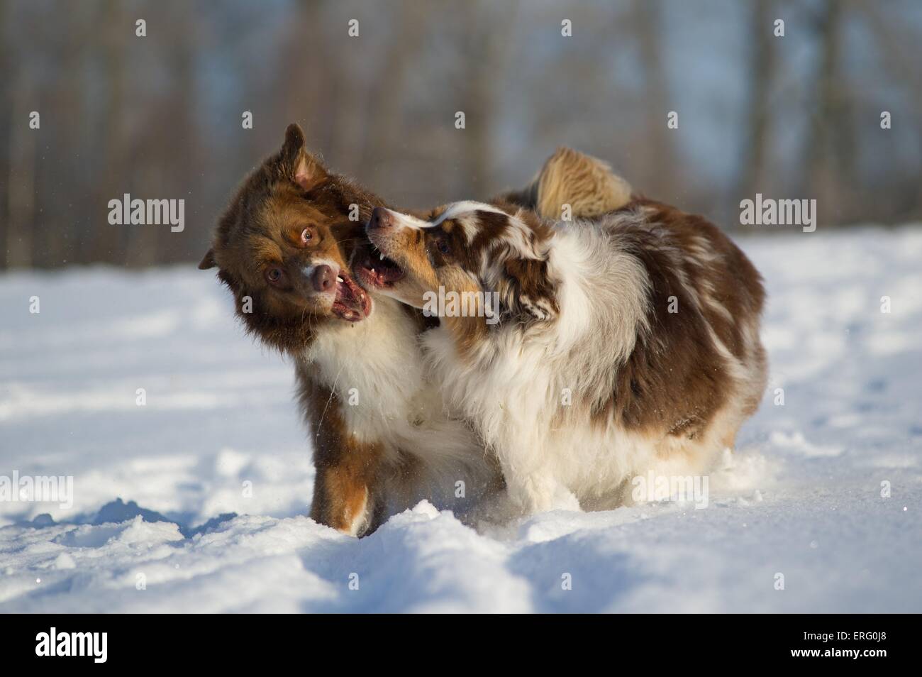 playing Australian Shepherds Stock Photo - Alamy