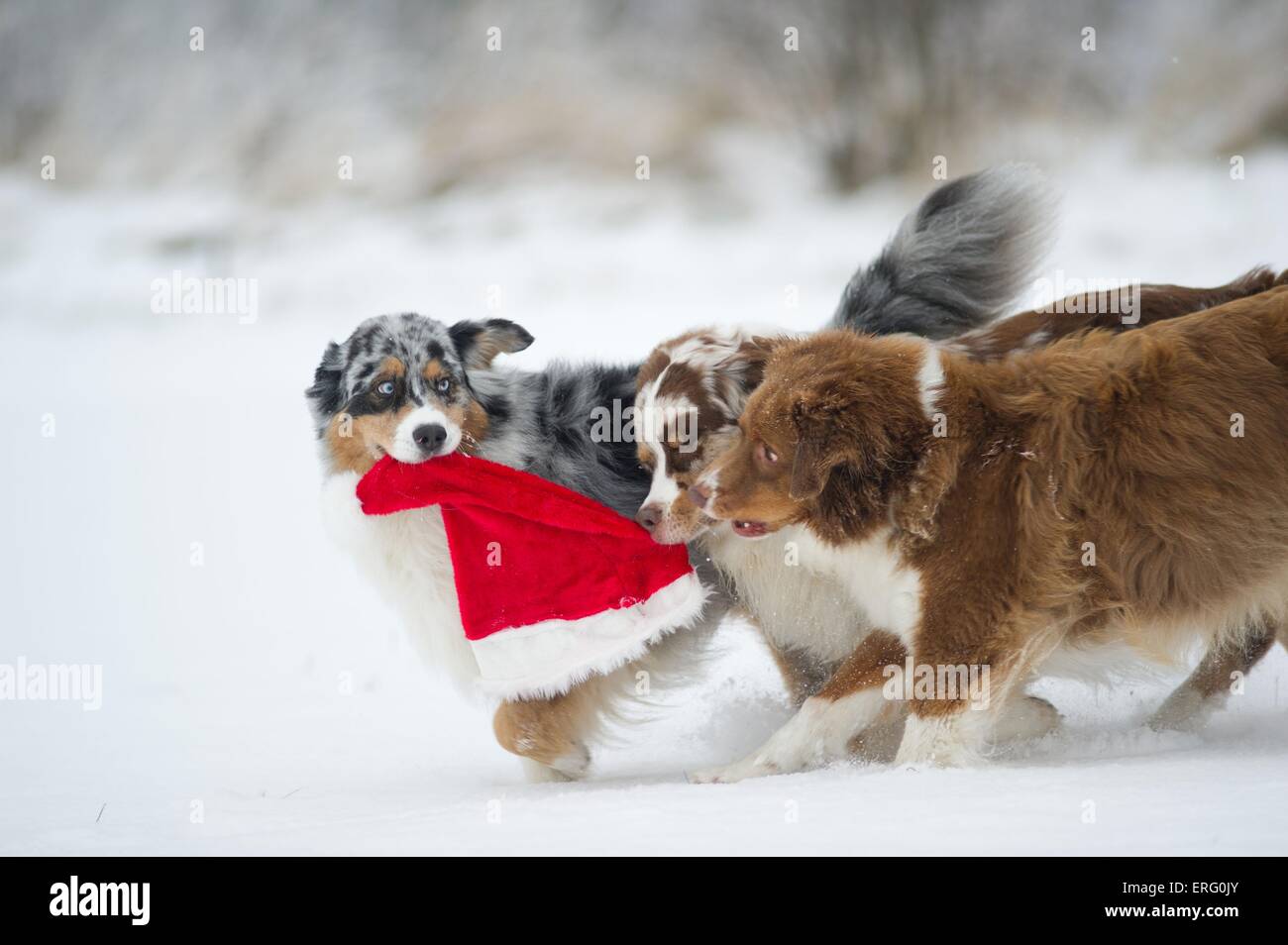 playing Australian Shepherds Stock Photo - Alamy