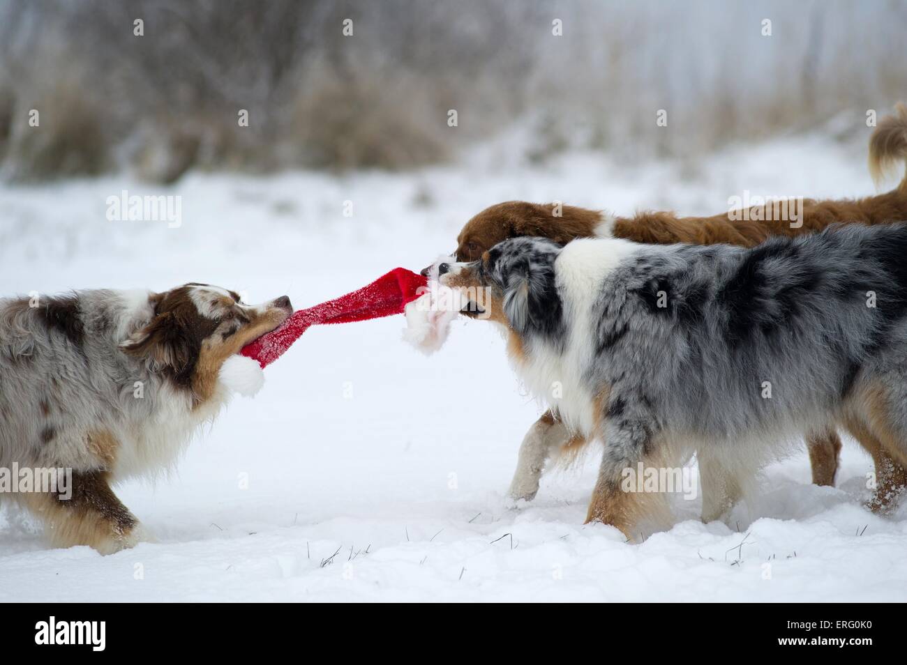 playing Australian Shepherds Stock Photo - Alamy