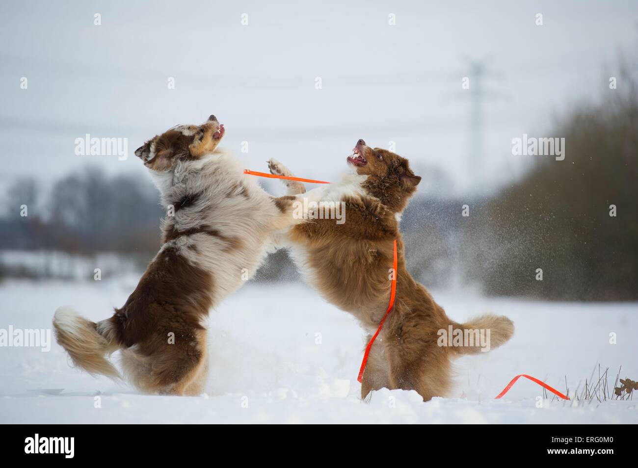 playing Australian Shepherds Stock Photo - Alamy