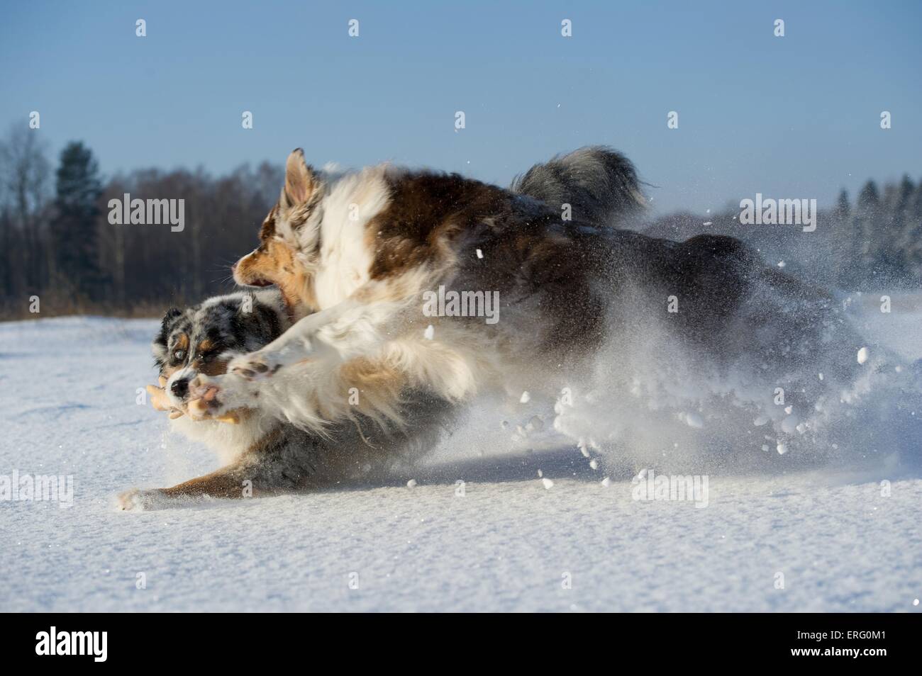 playing Australian Shepherds Stock Photo - Alamy