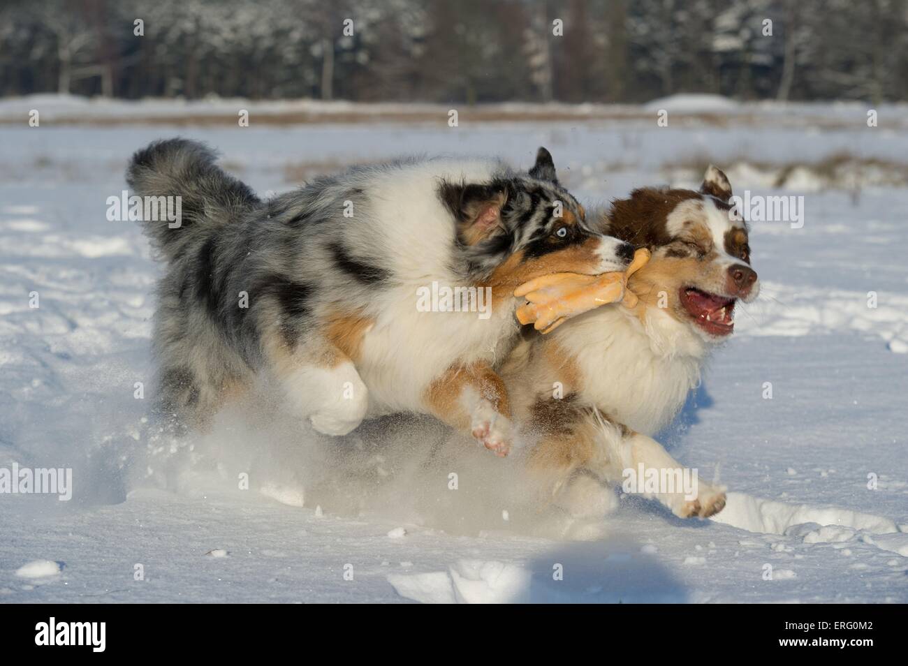 playing Australian Shepherds Stock Photo - Alamy