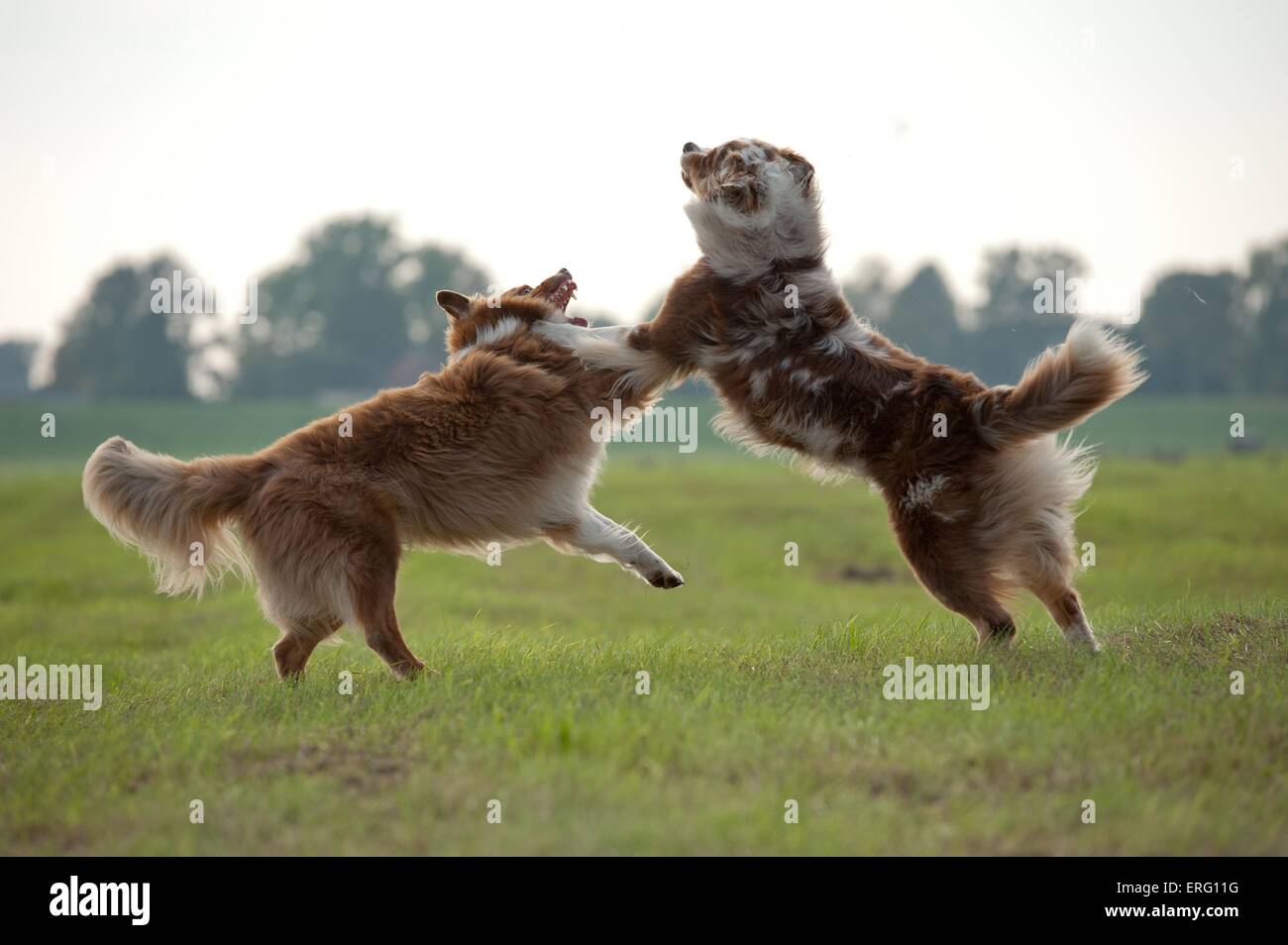 playing Australian Shepherds Stock Photo - Alamy