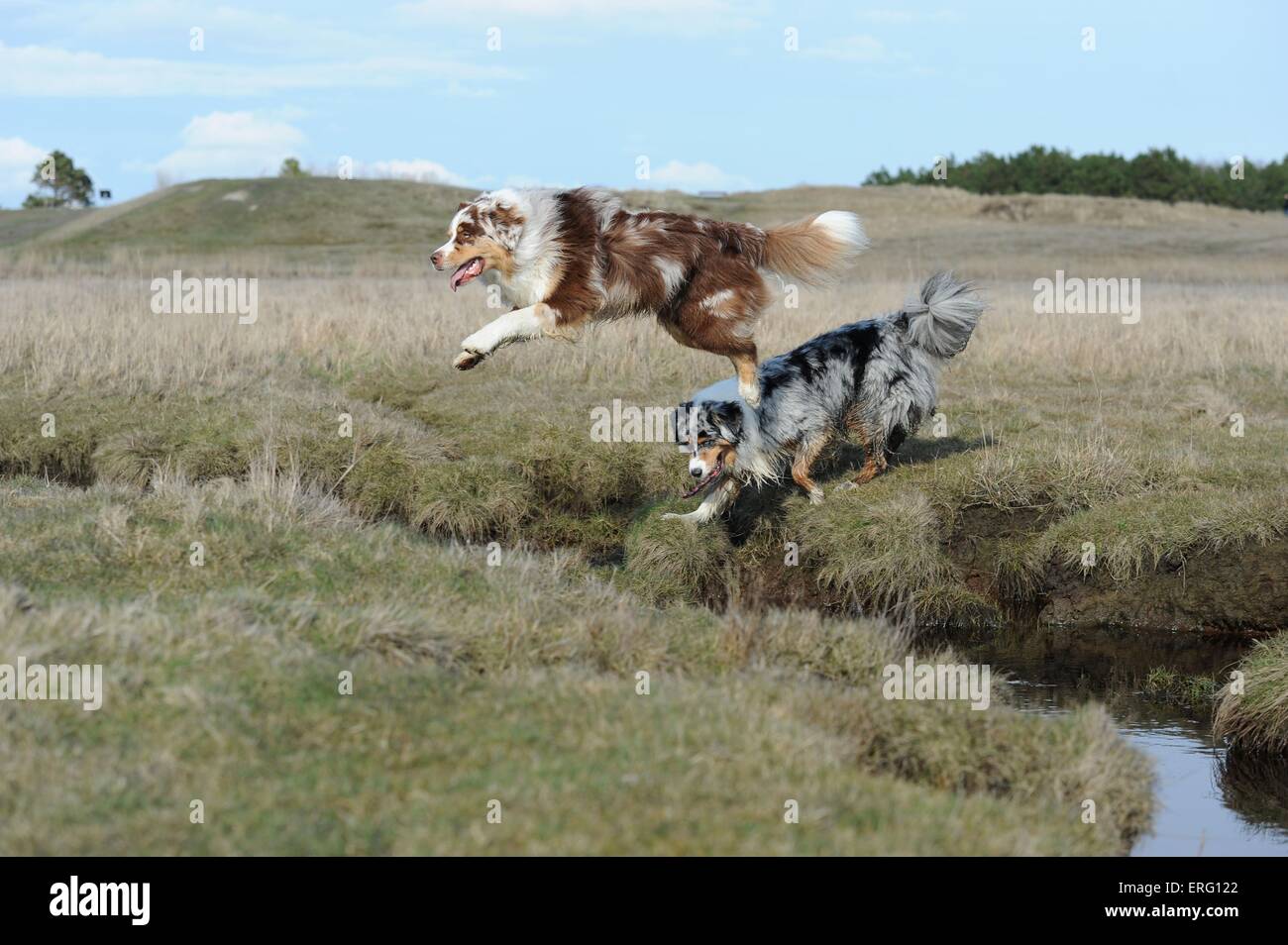 jumping Australian Shepherd Stock Photo - Alamy