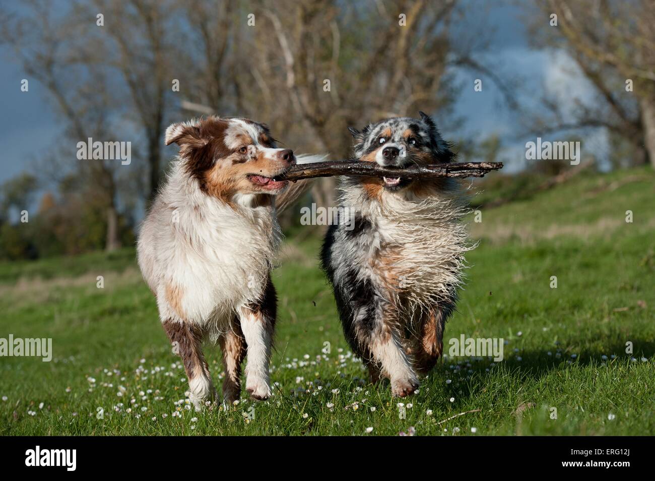 playing Australian Shepherds Stock Photo - Alamy