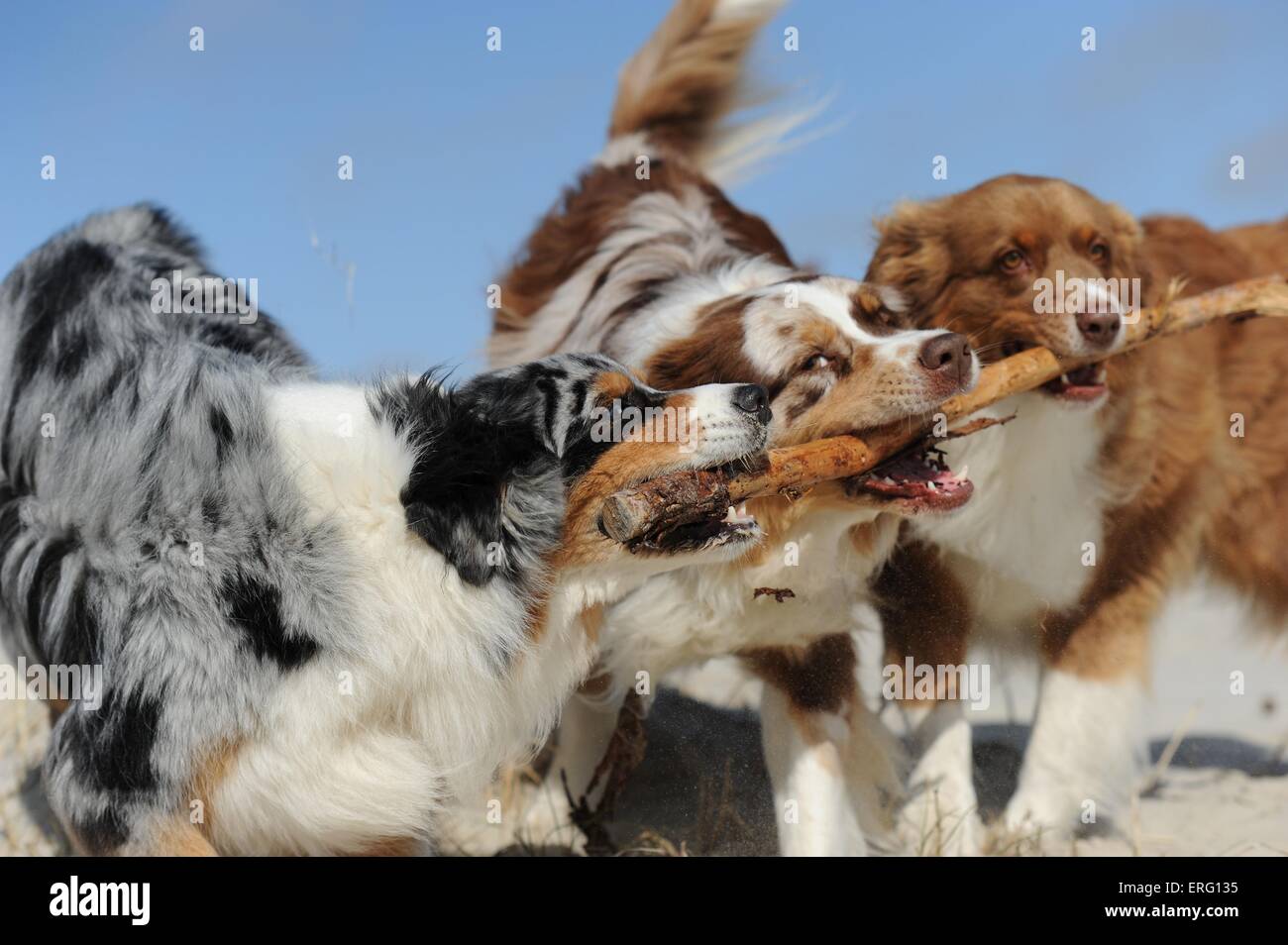 playing Australian Shepherds Stock Photo - Alamy