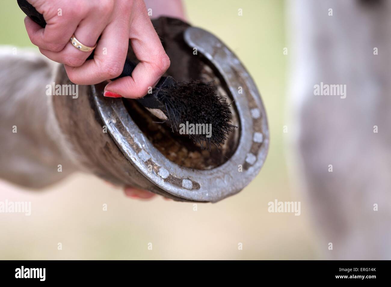 scraping out a hoof Stock Photo - Alamy