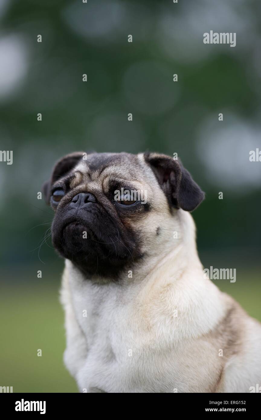 Side View Of A Pug High Resolution Stock Photography and Images - Alamy