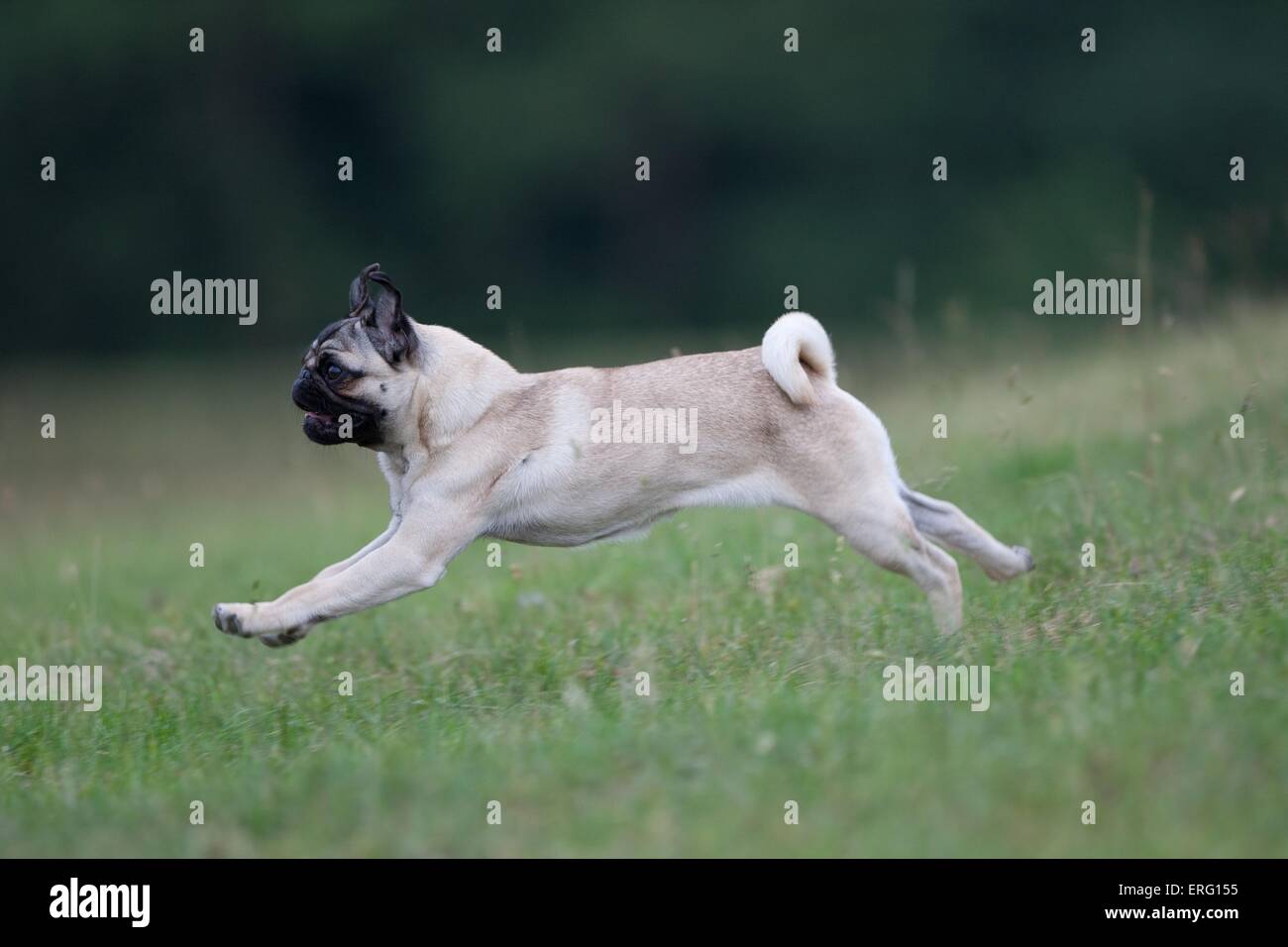 Pugs side profile hi-res stock photography and images - Alamy