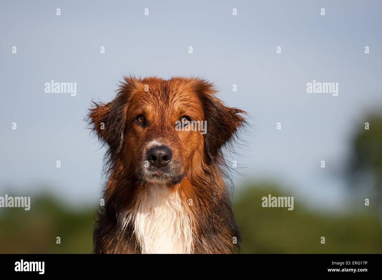 Waeller portrait dog dogs hi-res stock photography and images - Alamy