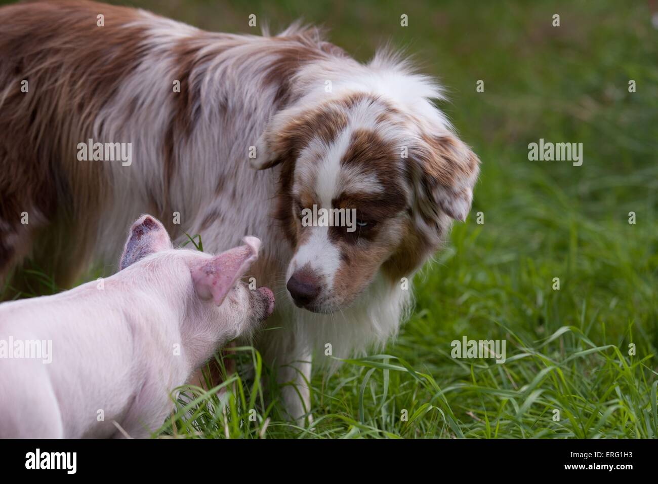 dog and pig Stock Photo - Alamy