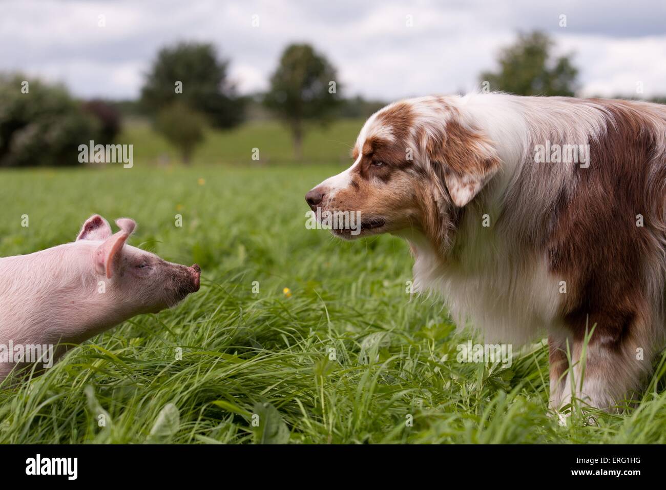 dog and pig Stock Photo - Alamy