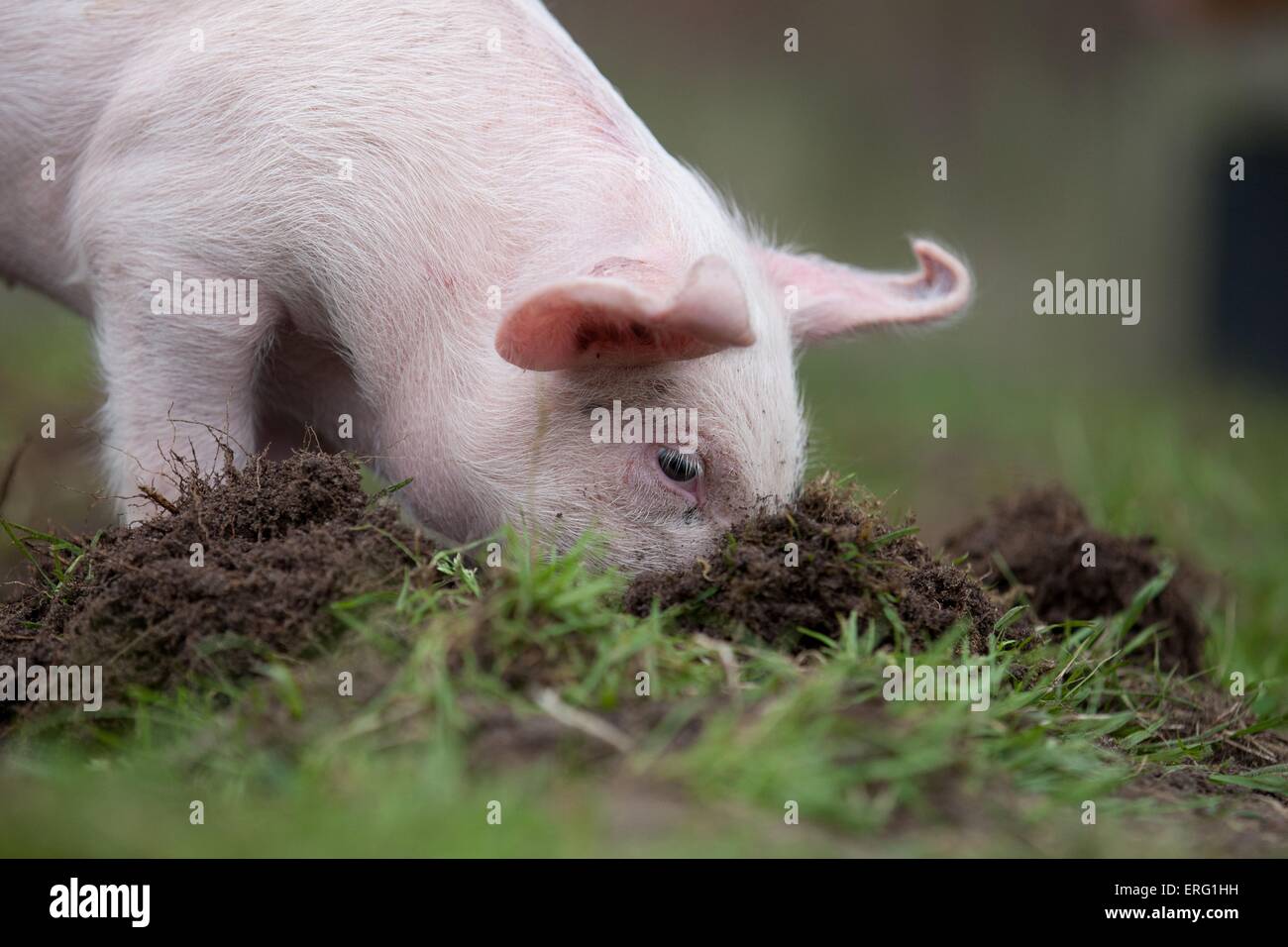 Piglet young mammals animals pig hi-res stock photography and images ...