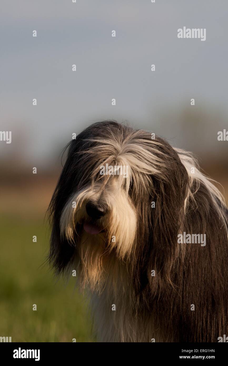 Grey and white bearded collie hi-res stock photography and images - Alamy