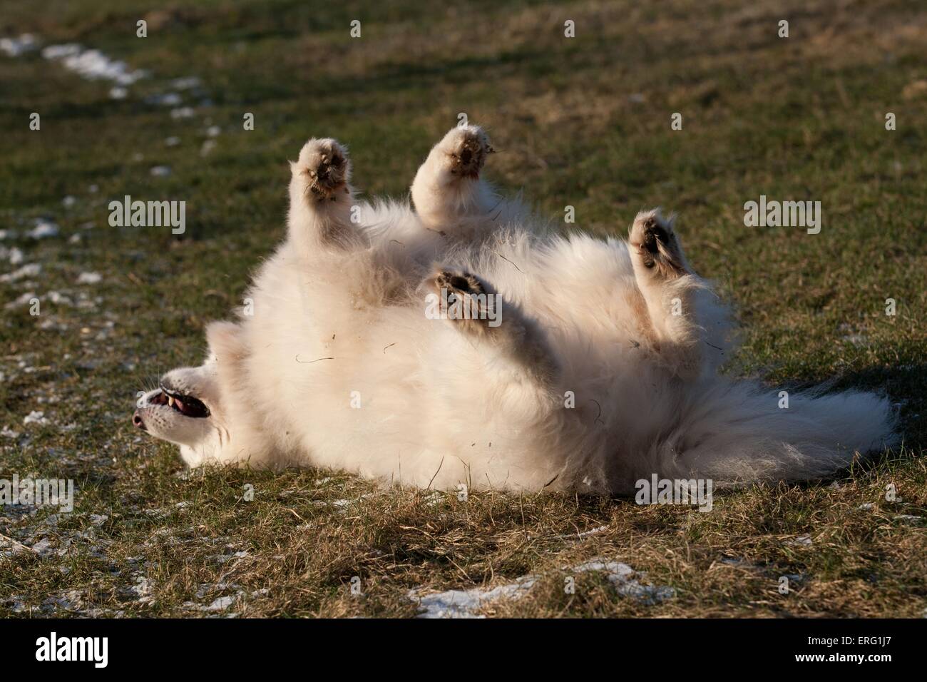 Dog rolling snow hi-res stock photography and images - Alamy