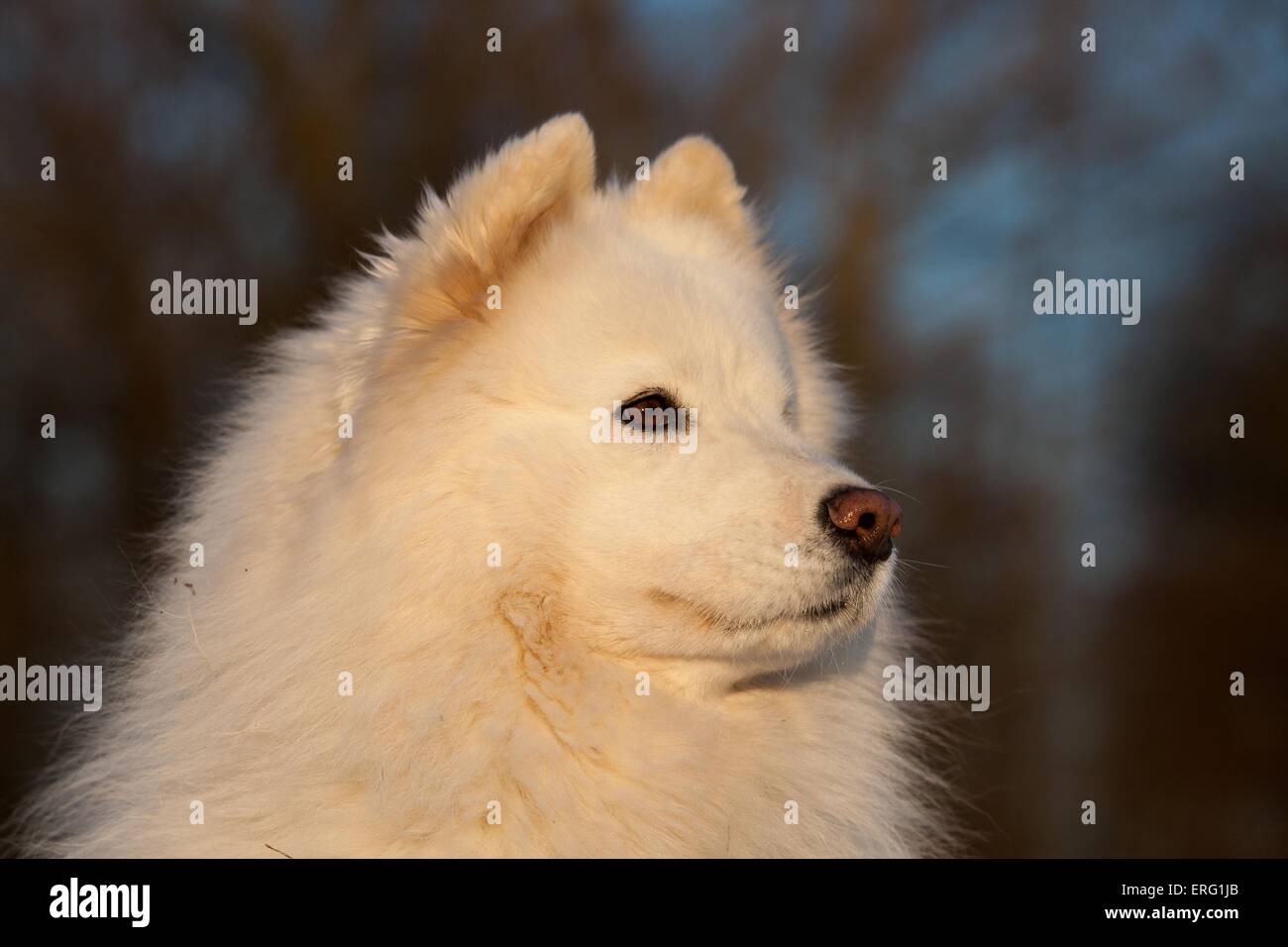 Samoyed portrait hi-res stock photography and images - Alamy