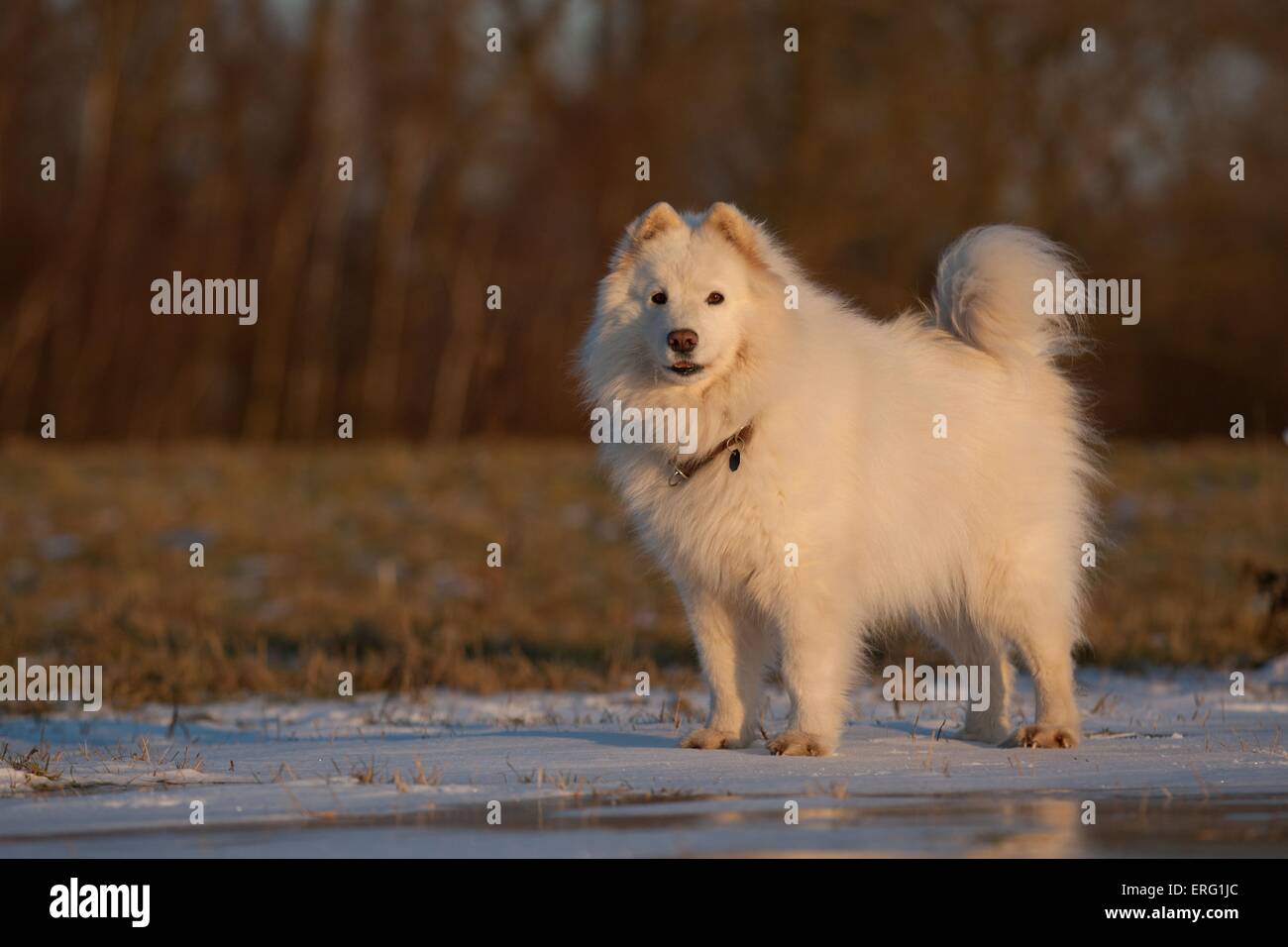 Samoyed side standing hi-res stock photography and images - Alamy