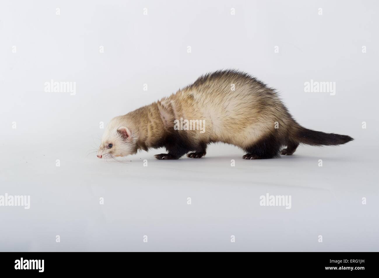 Ferret walking walk hi-res stock photography and images - Alamy