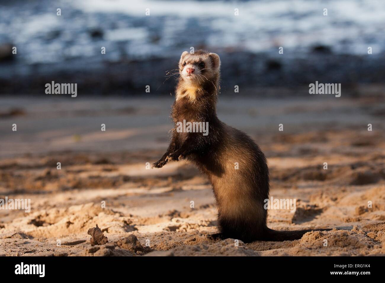 Ferret standing water hi-res stock photography and images - Alamy