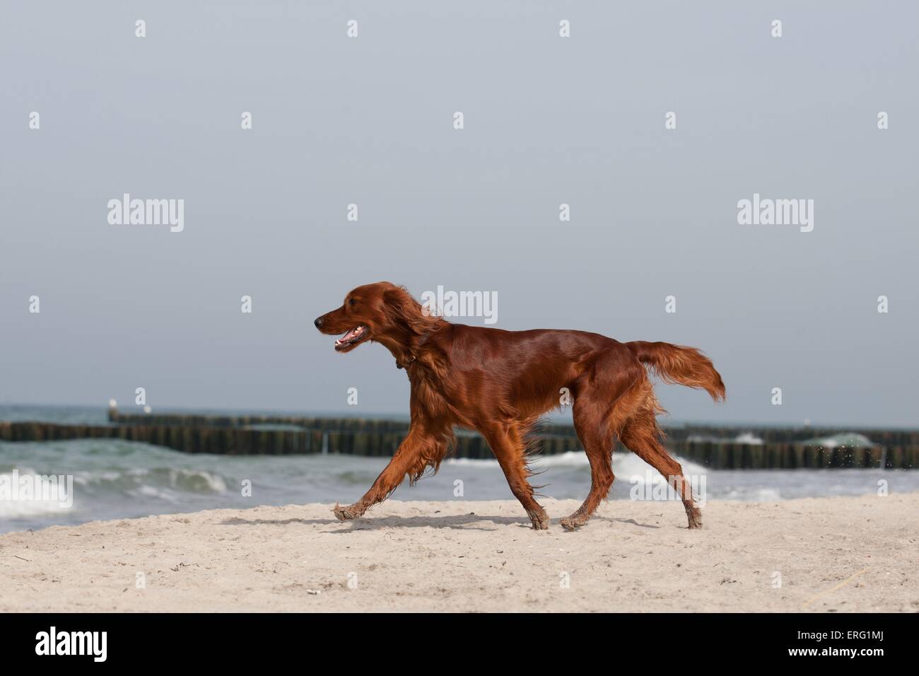 walking Irish Red Setter Stock Photo - Alamy