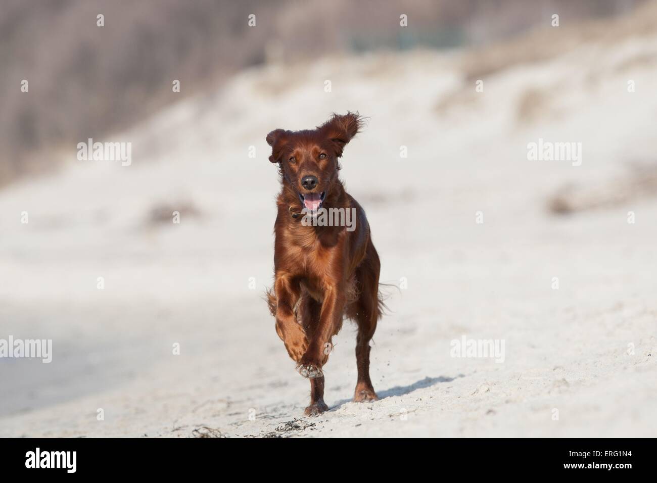 running Irish Red Setter Stock Photo - Alamy