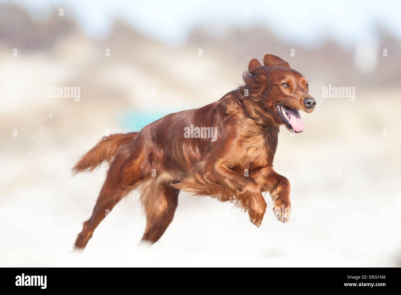running Irish Red Setter Stock Photo - Alamy
