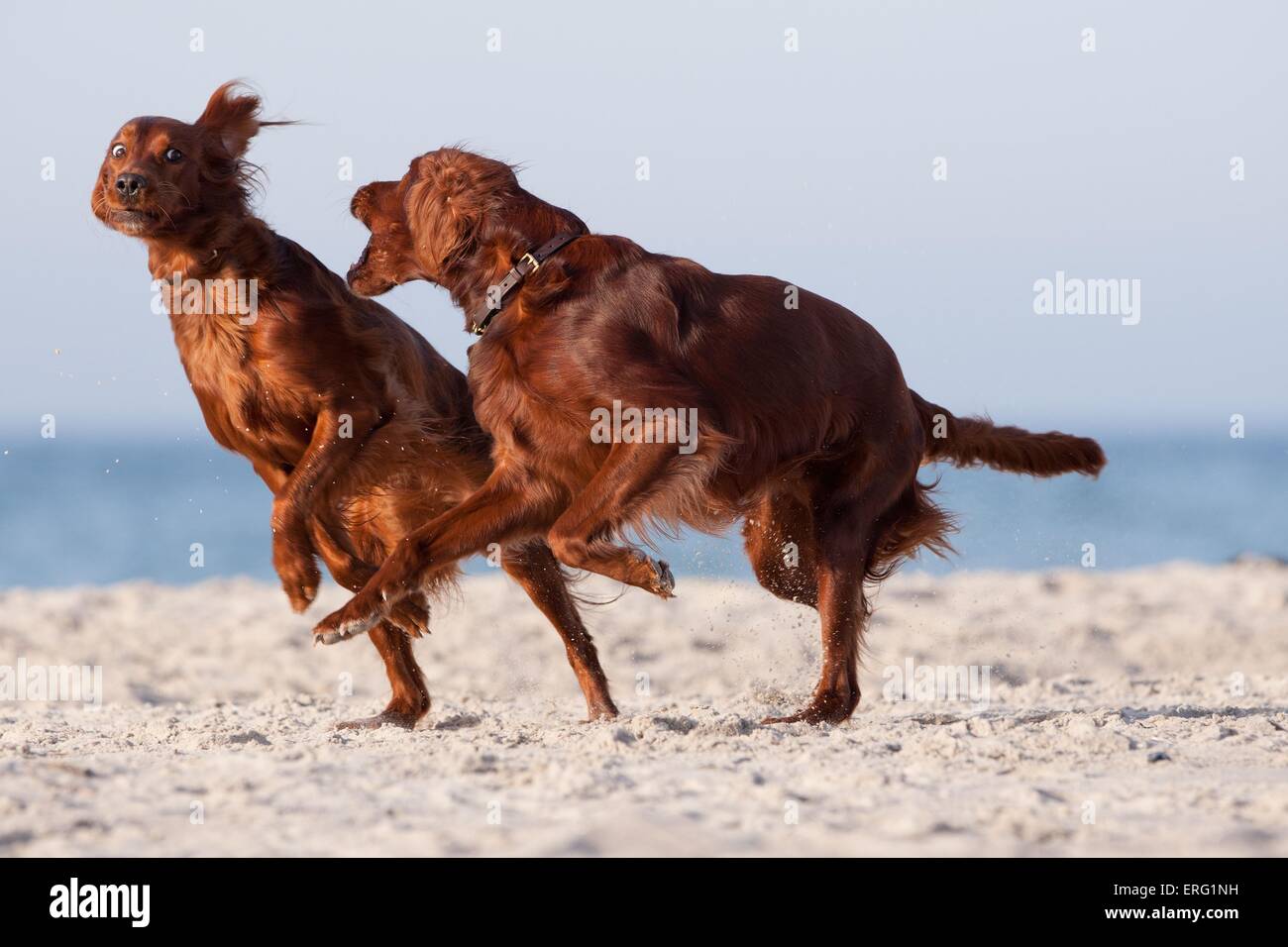 running Irish Red Setter Stock Photo - Alamy