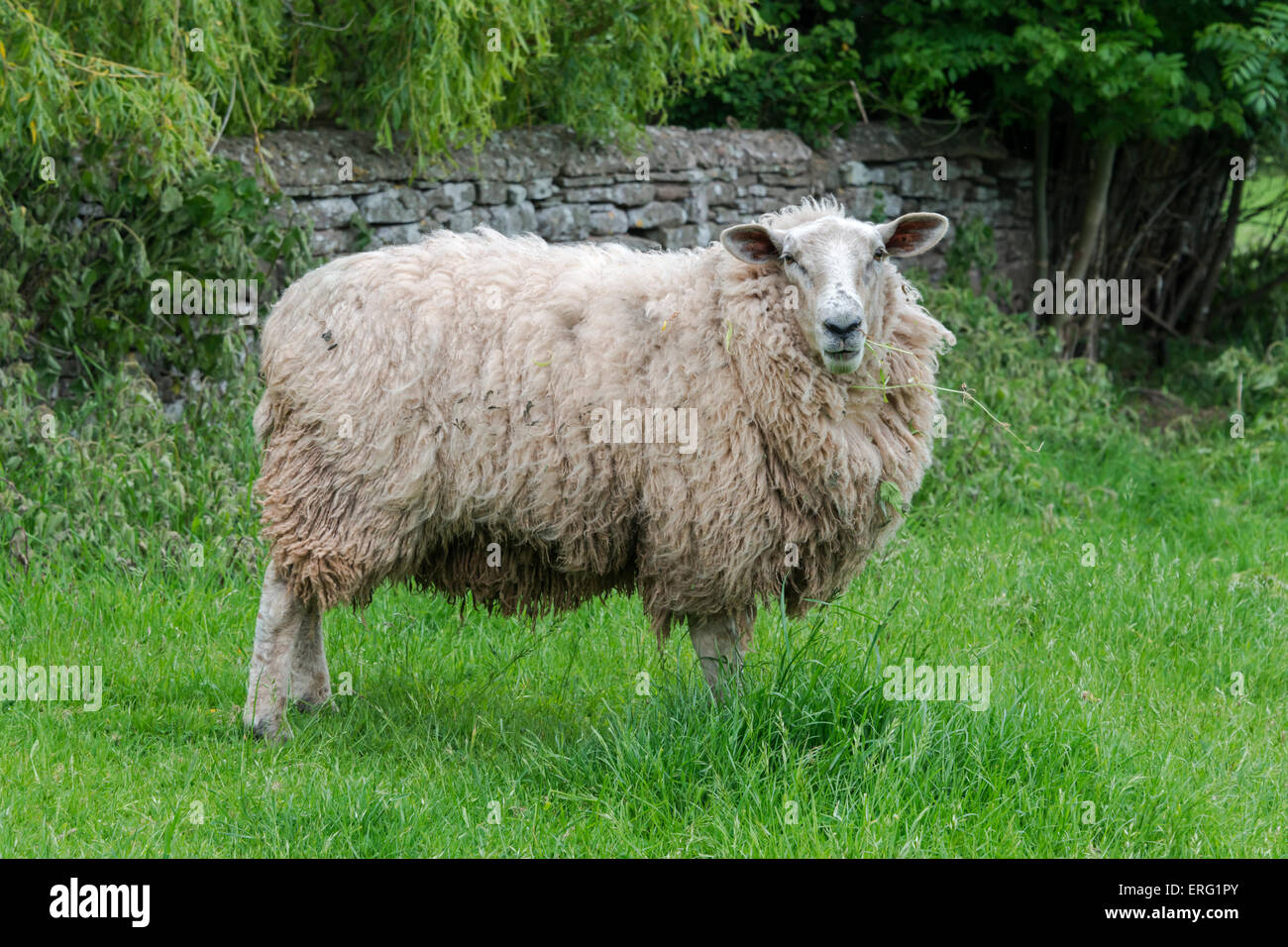 Welsh sheep hi-res stock photography and images - Alamy