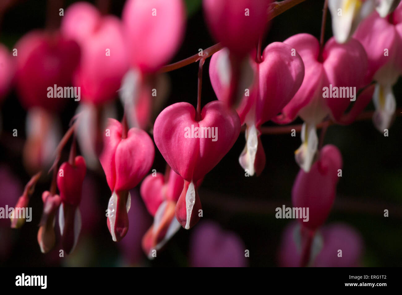Dicentra (Dicentra Spectabilis) - 'Blleeding hearts' Stock Photo - Alamy