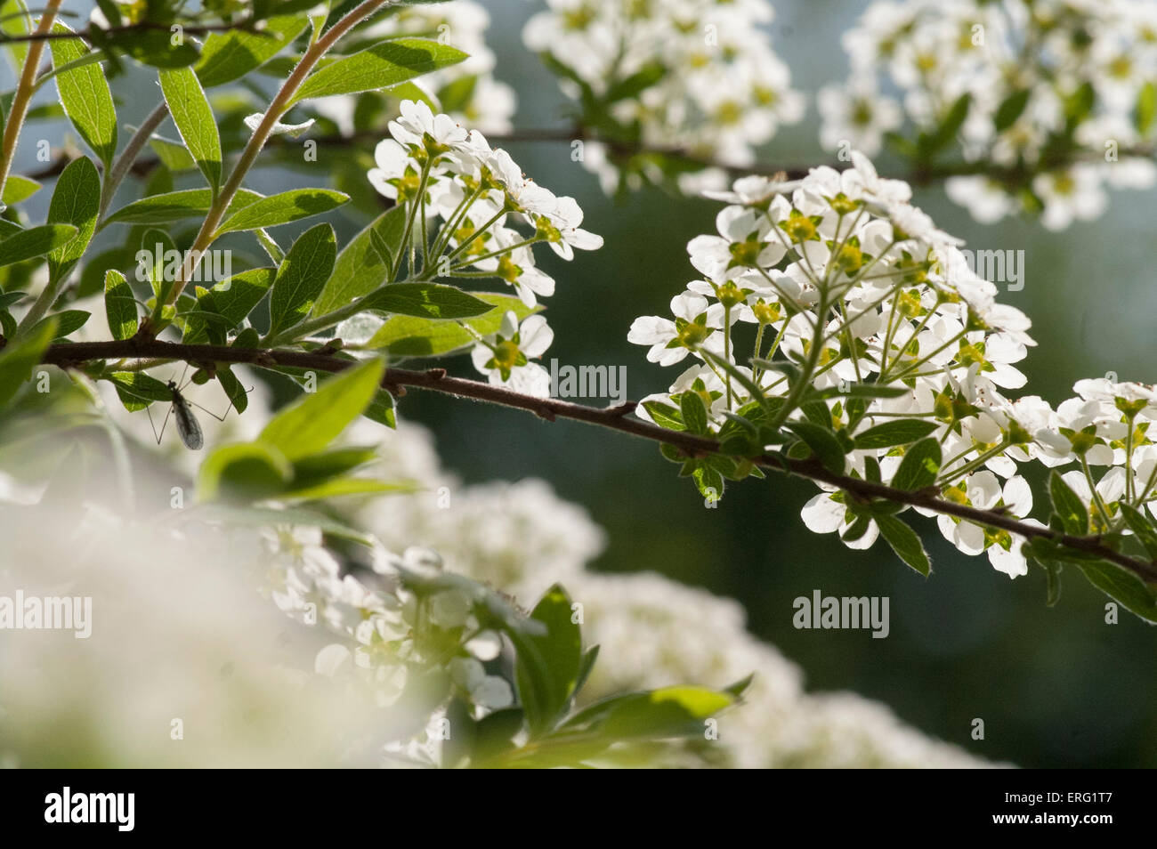 Spirea flowers hi-res stock photography and images - Alamy