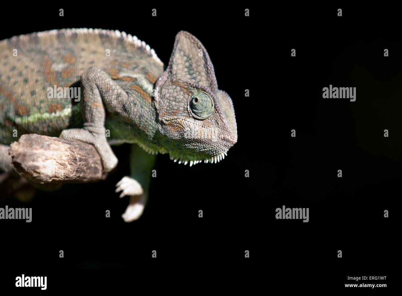 Side view of a chameleon hi-res stock photography and images - Alamy