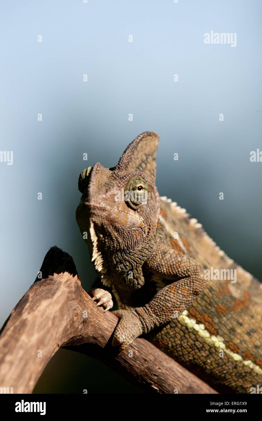 Chameleon size hi-res stock photography and images - Alamy