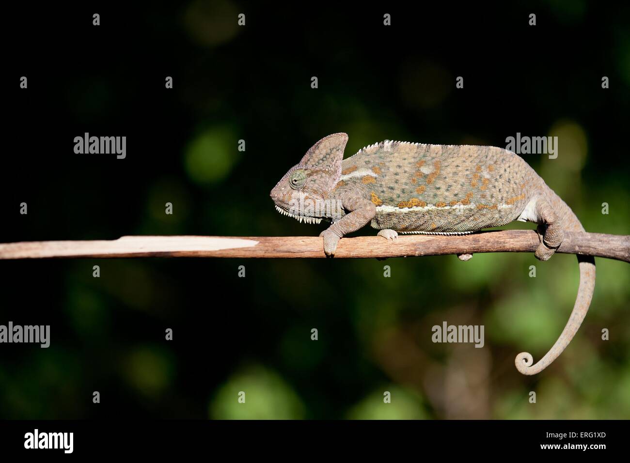 Reptile side profile hi-res stock photography and images - Alamy