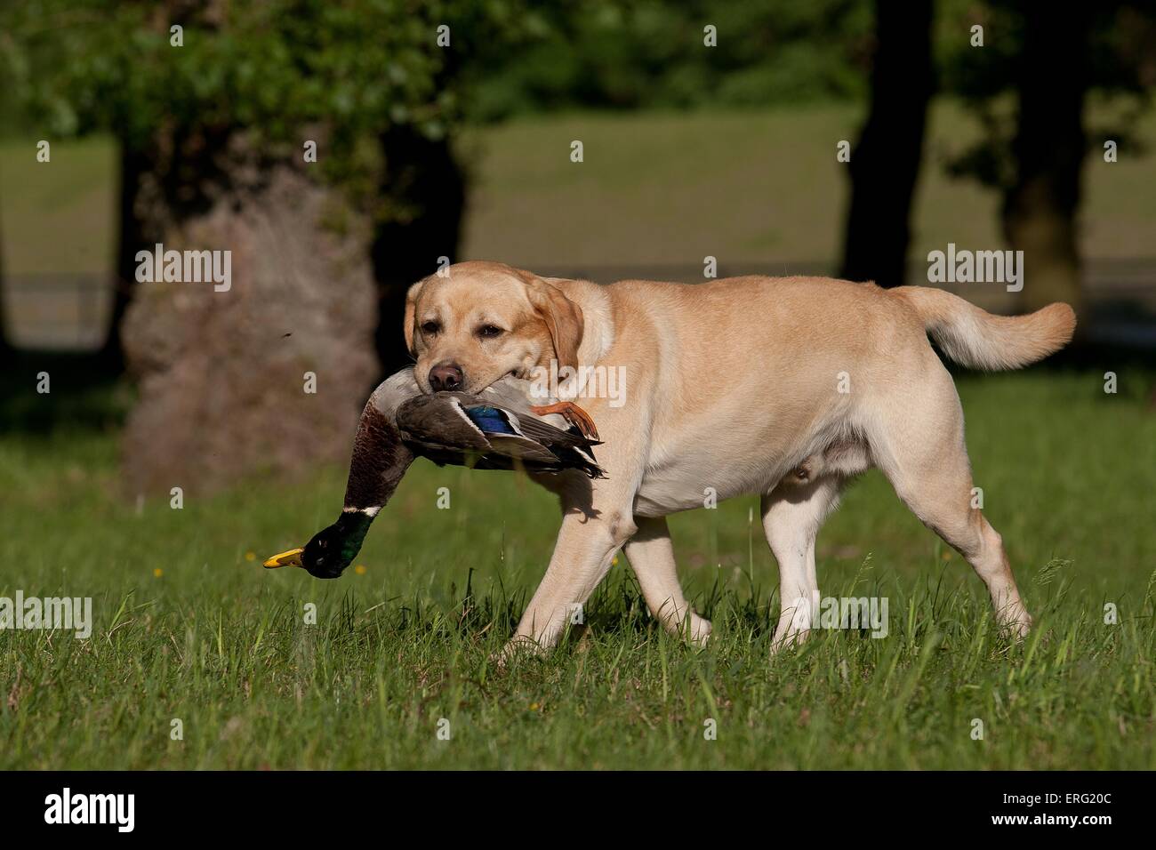 retrieving Labrador Retriever Stock Photo - Alamy