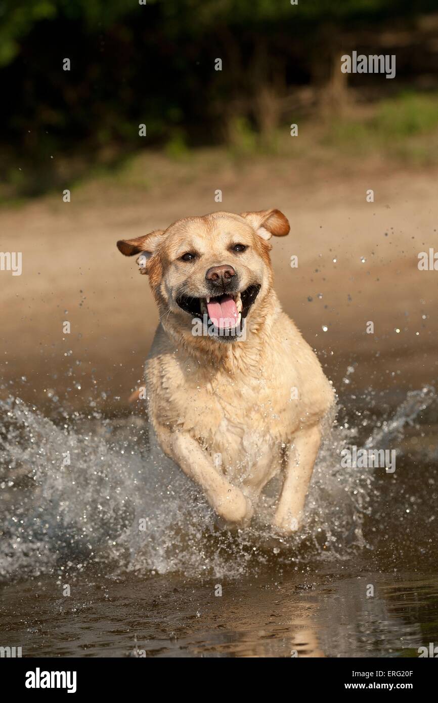 running Labrador Retriever Stock Photo - Alamy