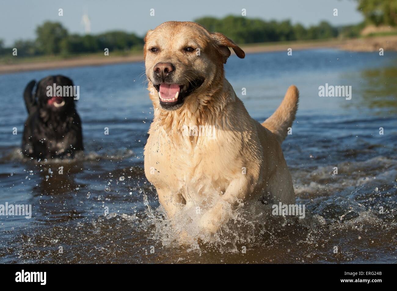 Dark yellow labrador retriever hi-res stock photography and images - Alamy