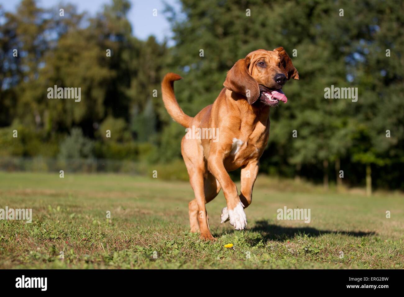 Bloodhounds running hi-res stock photography and images - Alamy