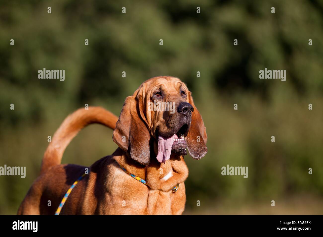 Portrait bloodhound dog hi-res stock photography and images - Alamy