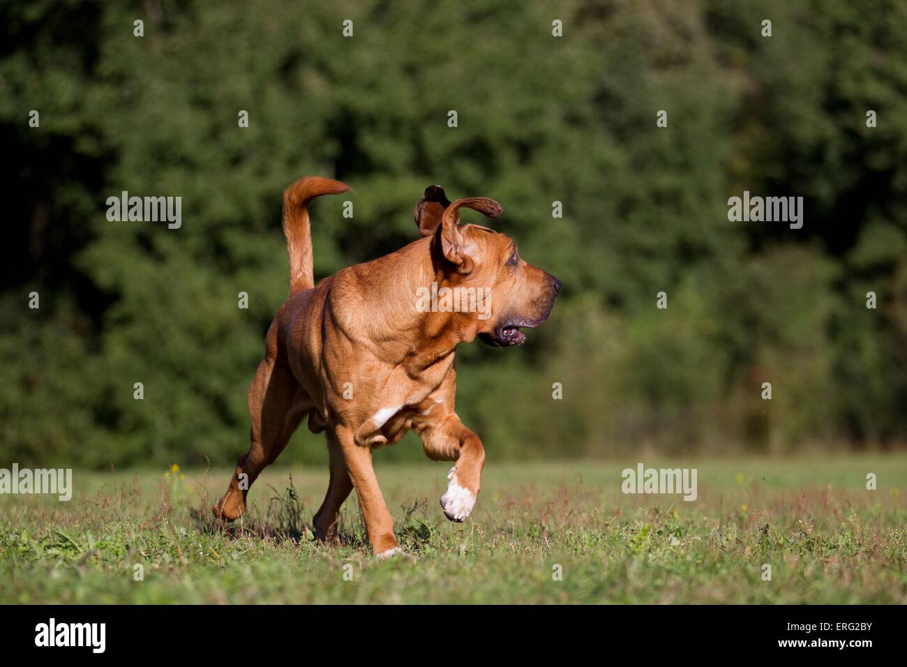Bloodhounds running hi-res stock photography and images - Alamy